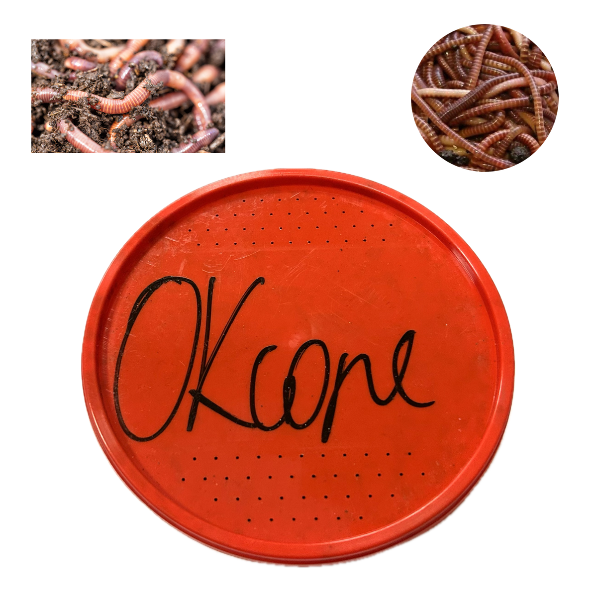 Mēslu sliekas – OKCope